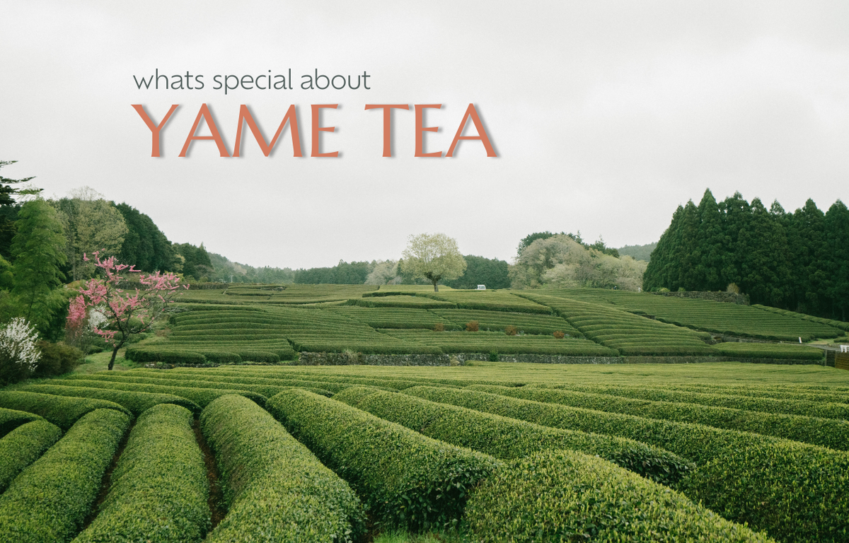 What's So Special About Yame Tea? – The Cultured Cup®