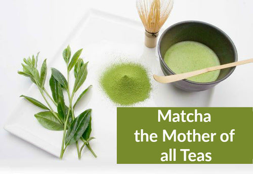 The Mother of all Green Teas – The Cultured Cup®