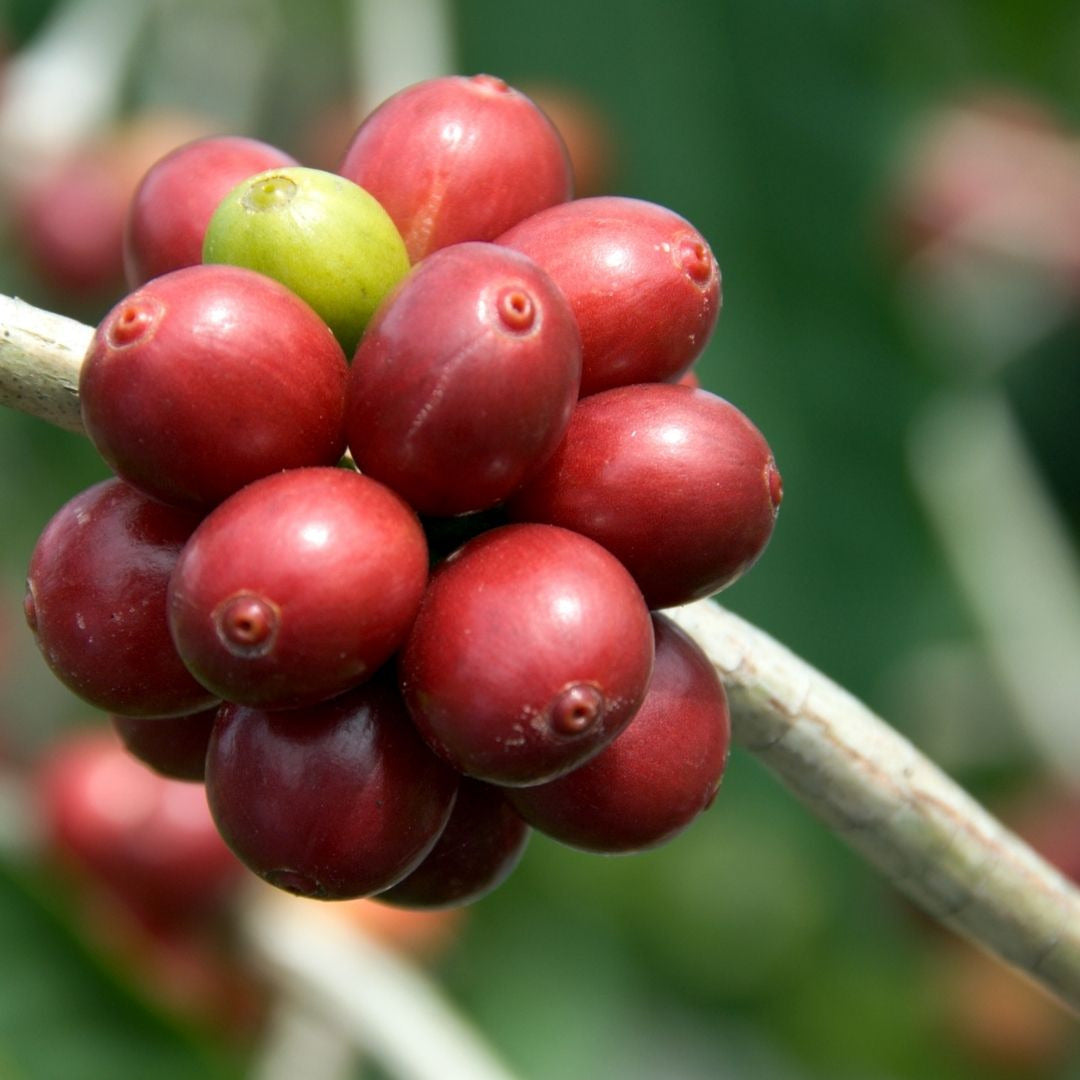 Kona Coffee | Kona Fancy Pure | The Cultured Cup®