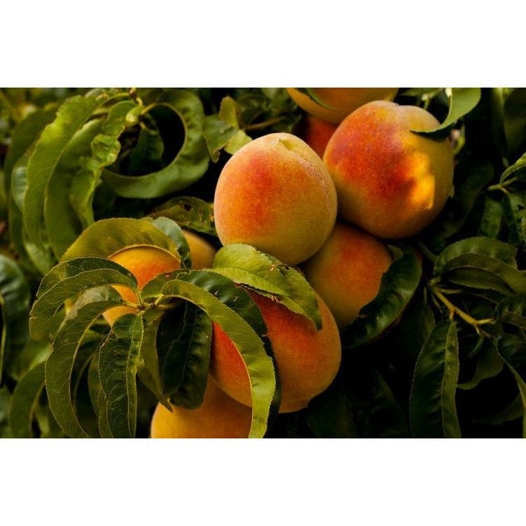 Texas Peach Iced Tea – The Cultured Cup®