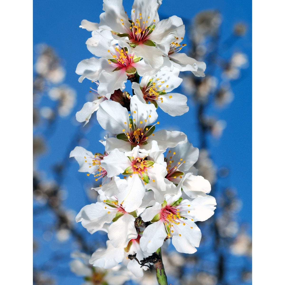Van Gogh "Almond Blossom Red" Java Mug | The Cultured Cup®