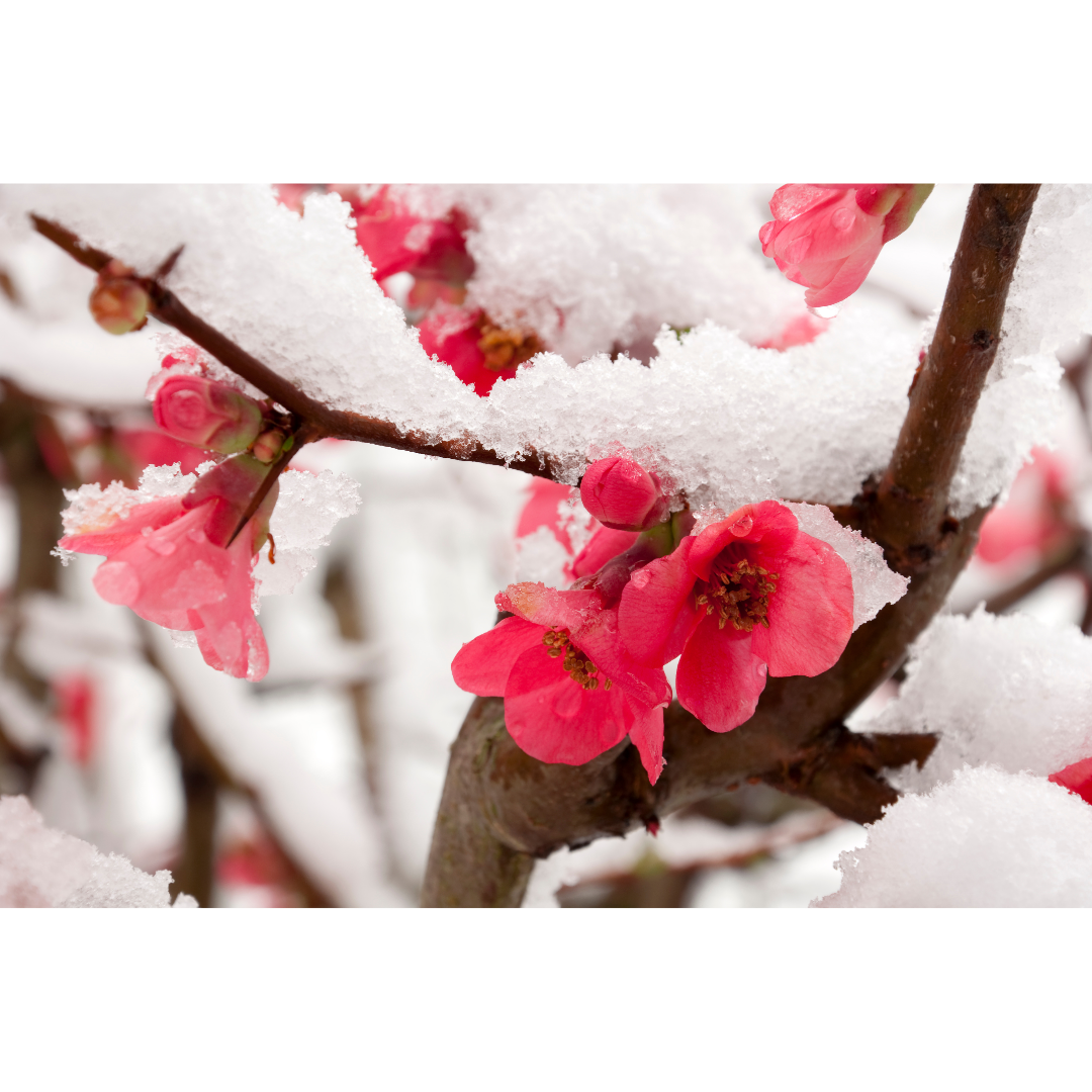 Peach Iced Tea | Snow Peach – The Cultured Cup®